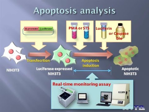 M01_AB-3000_Cellgraph_AB-2550_KronosDio_Apoptosis analysis_ENG