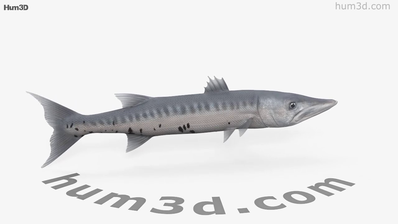 Barracuda 3D model by 3DModels.org