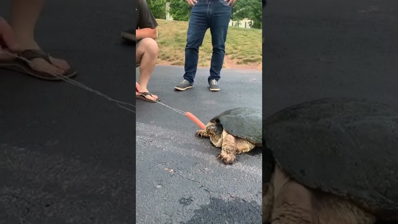 Don't Mess With the Snappers    ViralHog