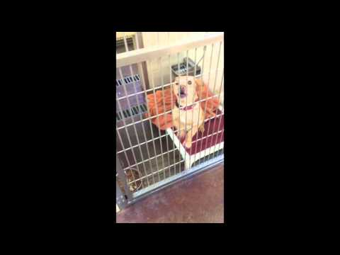 Paws and Claws adoption video