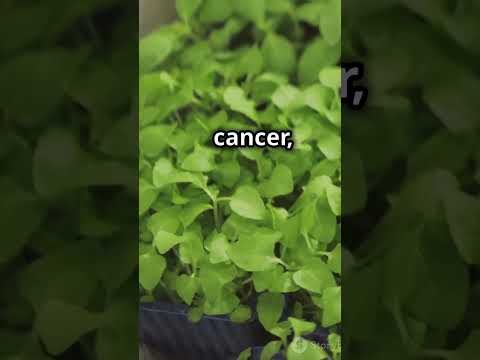 🌿 Discover the Incredible Health Benefits of Growing Microgreens at Home! #microgreens