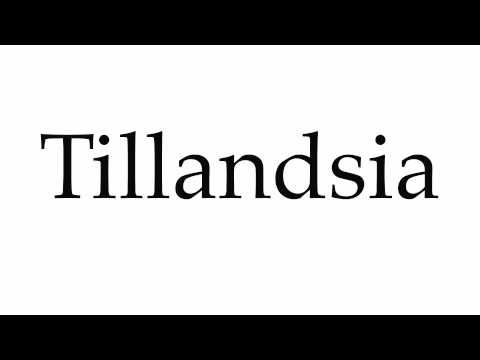 How to Pronounce Tillandsia