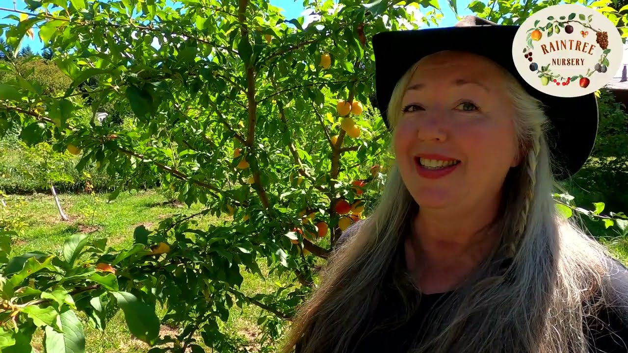 Raintree Nursery's Plum Growing Guide!