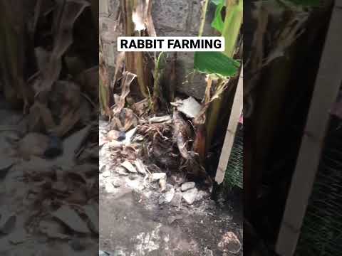 Rabbits Farming In GHANA ????????