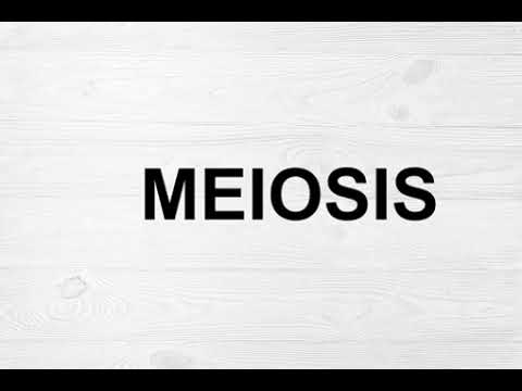 How To Pronounce Meiosis