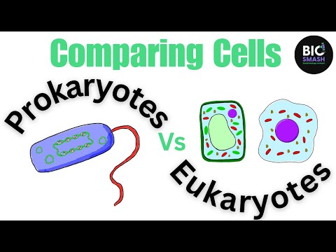 It’s easier than you think! Compare Prokaryotes and Eukaryotes