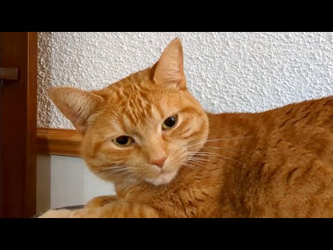 My backside had enough, now do my front human