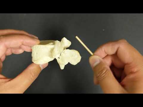 Axial Skeletal- Vertebra Landmarks and Types