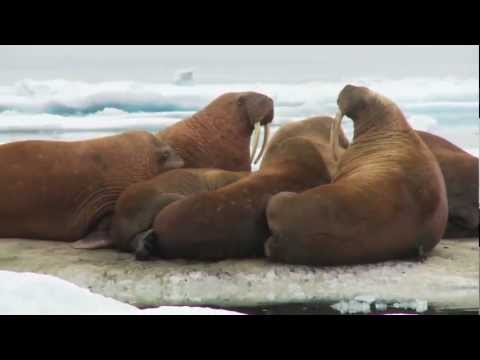 Walrus Haulouts Have Begun Again for the Year – This is Not Cool