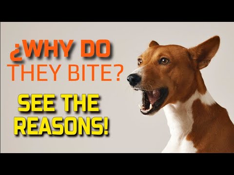 🐶WHY DO DOGS BITE? 6 Reasons