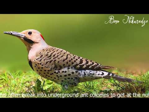 #Amazing #Northern #Flicker #Wildlife Photography: How to Take Great Pictures of #Animals and #birds