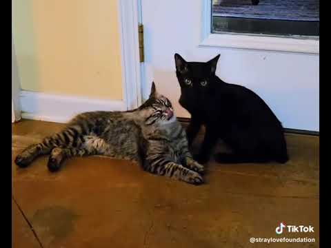 Video of adoptable pet named Mercedes