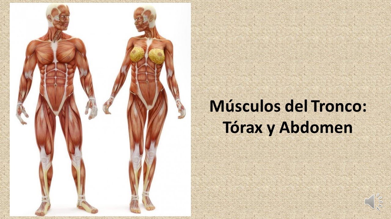 02 9 Musculos Torax y Abdomen