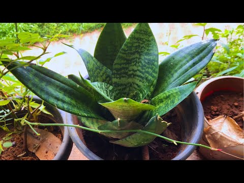 Dracaena Trifasciata | Snake plant ( Toxic Plant to Pets )