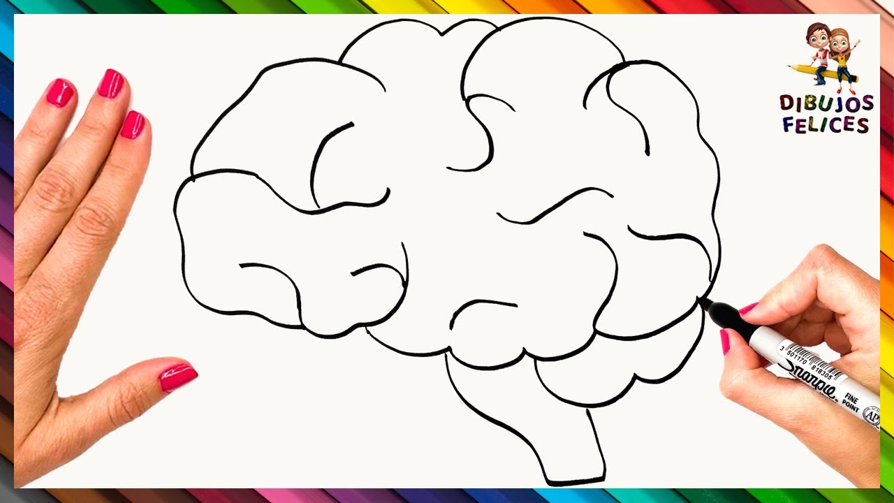 Cómo Dibujar El Cerebro Humano Paso A Paso 🧠 Dibujo Fácil De El Cerebro Humano