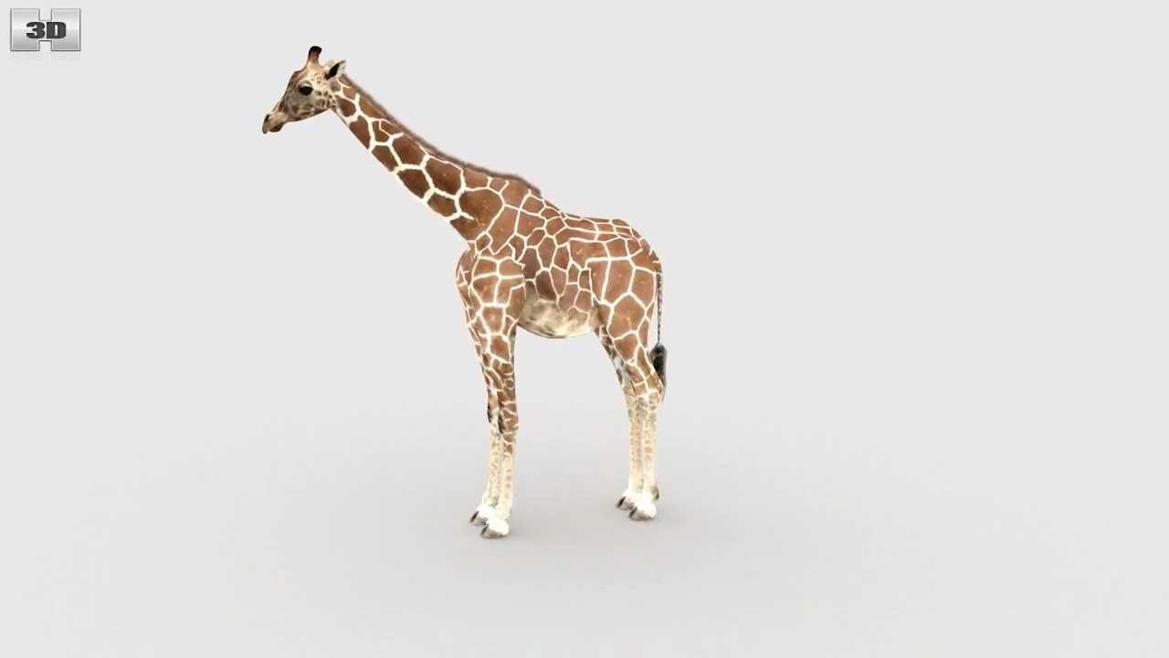 Giraffe (Giraffa Camelopardalis) by 3D model store Humster3D.com