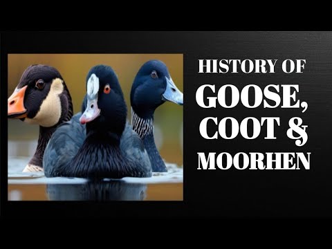 "Unveiling the Fascinating History of Canada Goose, Coot & Moorhen | Evolution INSIGHTS"