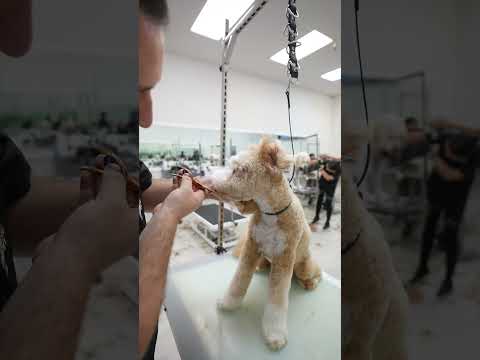 How to groom a dog - trimming the face #grooming