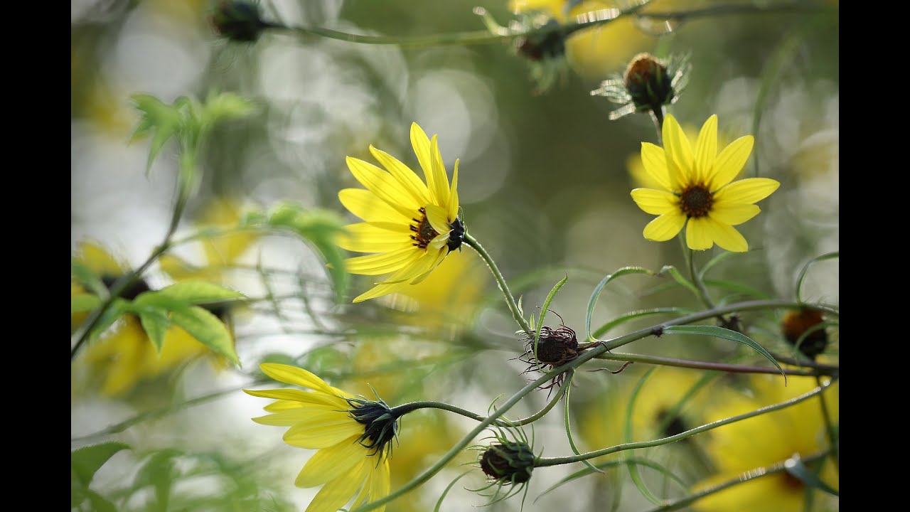 Plant Review: Perennial Sunflower [Helianthus angustifolius]