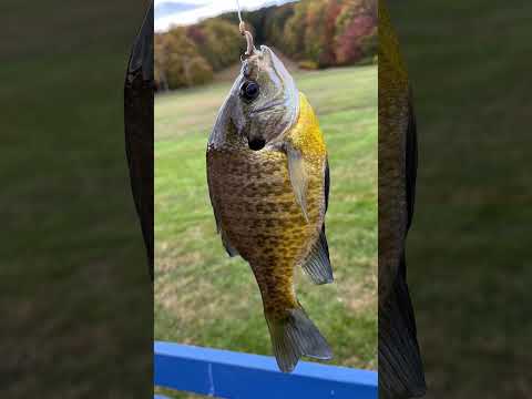 Finding all the fishermen 16/10000 #newmusic #cowboys #countrymusic #bassfishing #fishing #fish