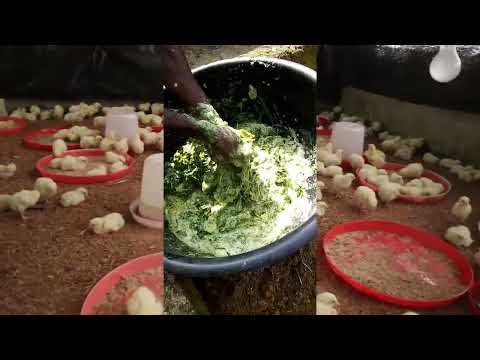 How to treat coccidiosis with bitter leaf extract - organic medicine for bloody stool in broilers.