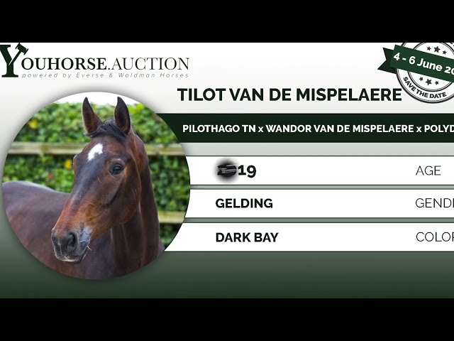 Youhorse.auction | Tilot van Mispelaere