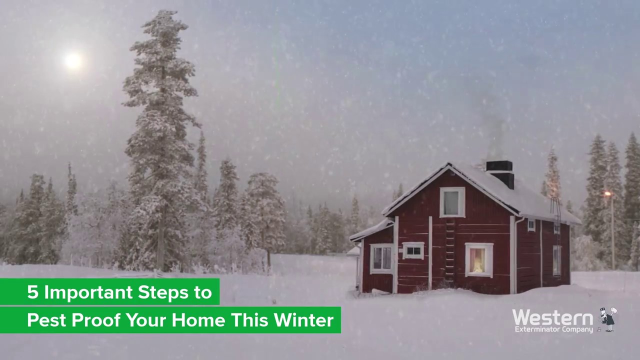 5 Winter Pest Tips