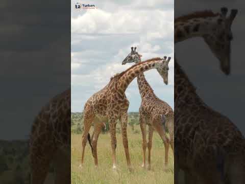 Explore Tanzania Serengeti National Park with Turban Adventures #serengetinationalpark