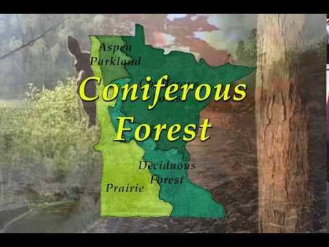 Minnesota's Changing Climate - Coniferous Forest
