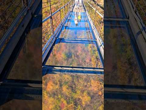 Gatlinburg Skybridge, Glass Bridge, Smoky Mountains, Tennessee #shorts #usa #gatlinburg #tennessee