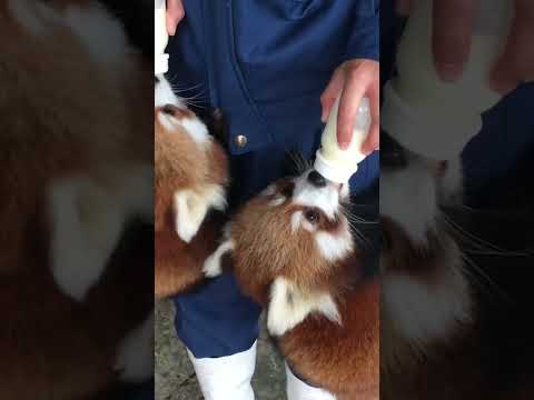 Cute Red Panda Babies Climb Pet Parent For Breakfast Bottles