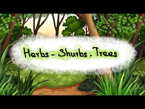 Types of Plants Part 1 | Herbs Shrubs Trees | Learn to Remember