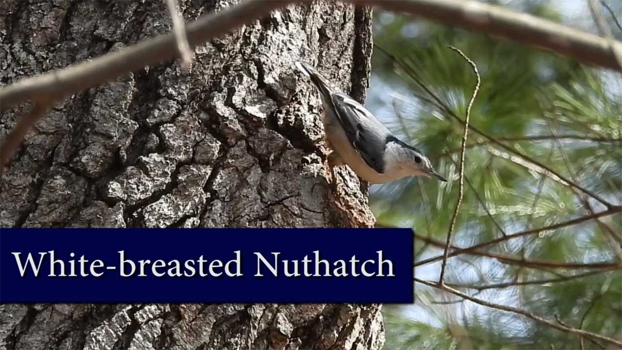 White-breasted Nuthatch prepares a nest