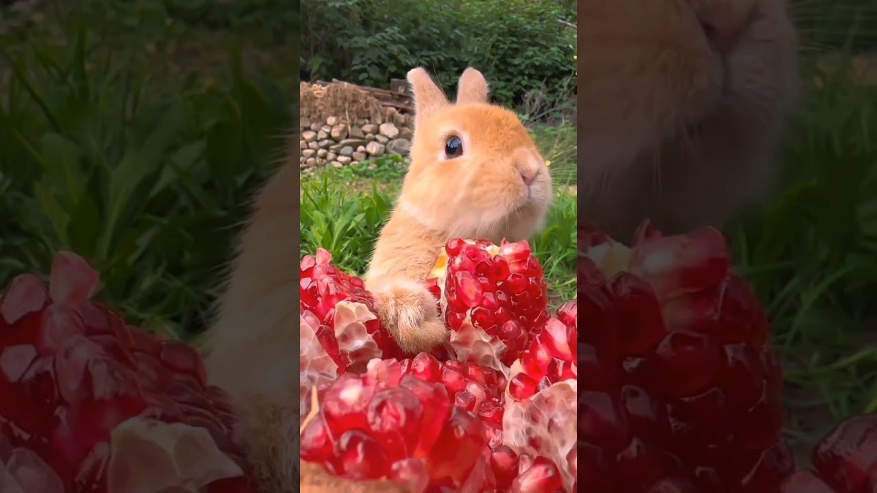 ❄️🐰Top 3 Insane Bunny Facts: Cute But Clever!❄️🐰