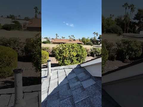 Do fruit trees = rodents in your home? #rodent #rat #rats #rodents #roofrataz #roofrat #scottsdale