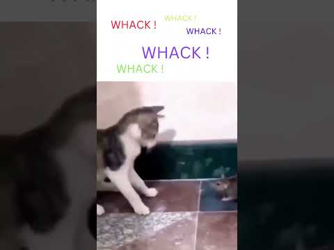 Funny Cat/Rat Fight-Vote Winner Cat-Like Rat-Unlike