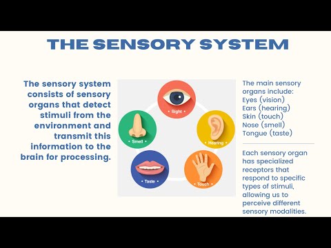What Is Sensation in Psychology? | The Five Senses & Beyond Explained