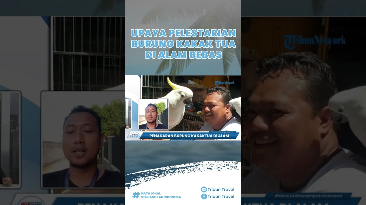 Komunitas Burung Free Fly Mojokerto Upayakan Pelestarian Burung Kakak ...