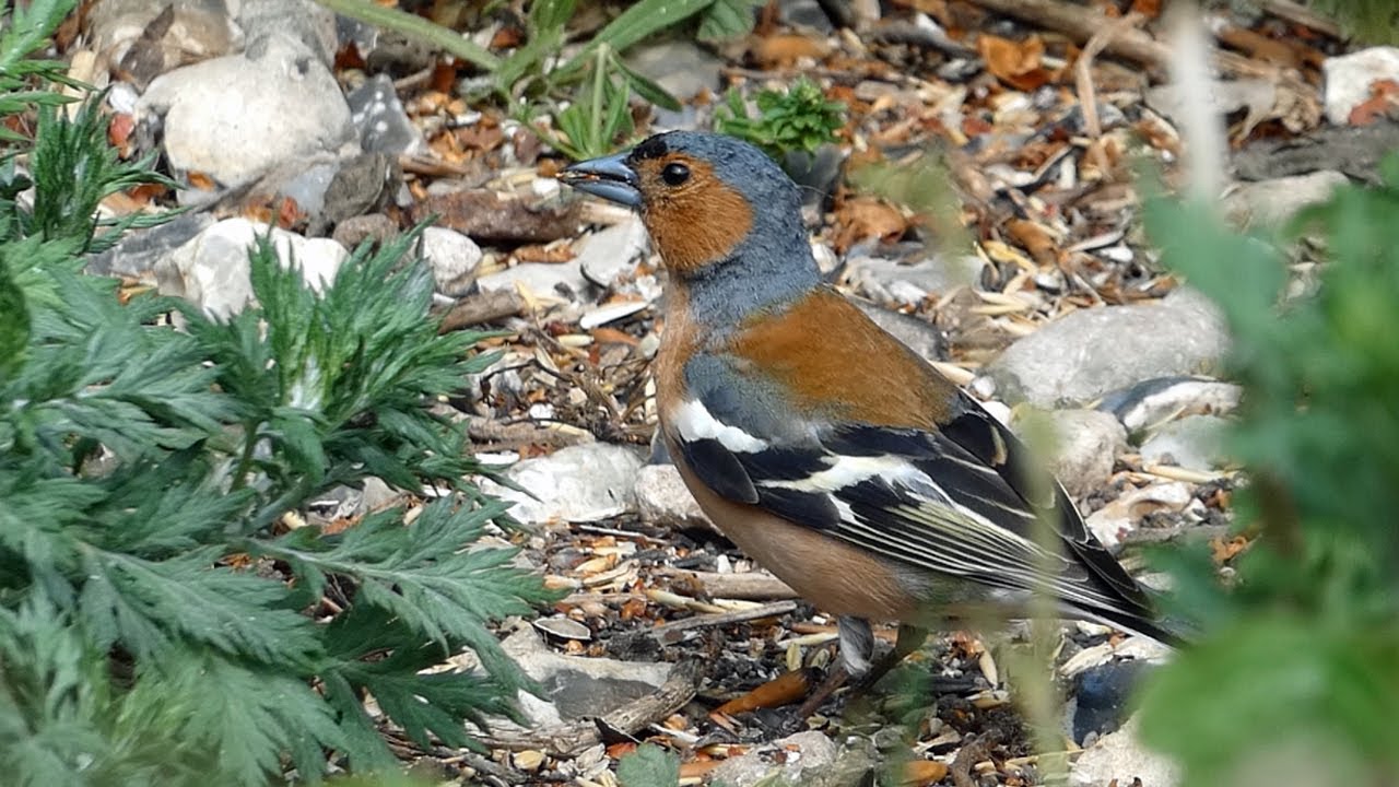 Bird Facts: The Common Chaffinch