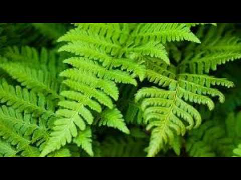 fern meaning in hindi, fern meaning in english, fern word 5 sentence, fern means, fern meaning