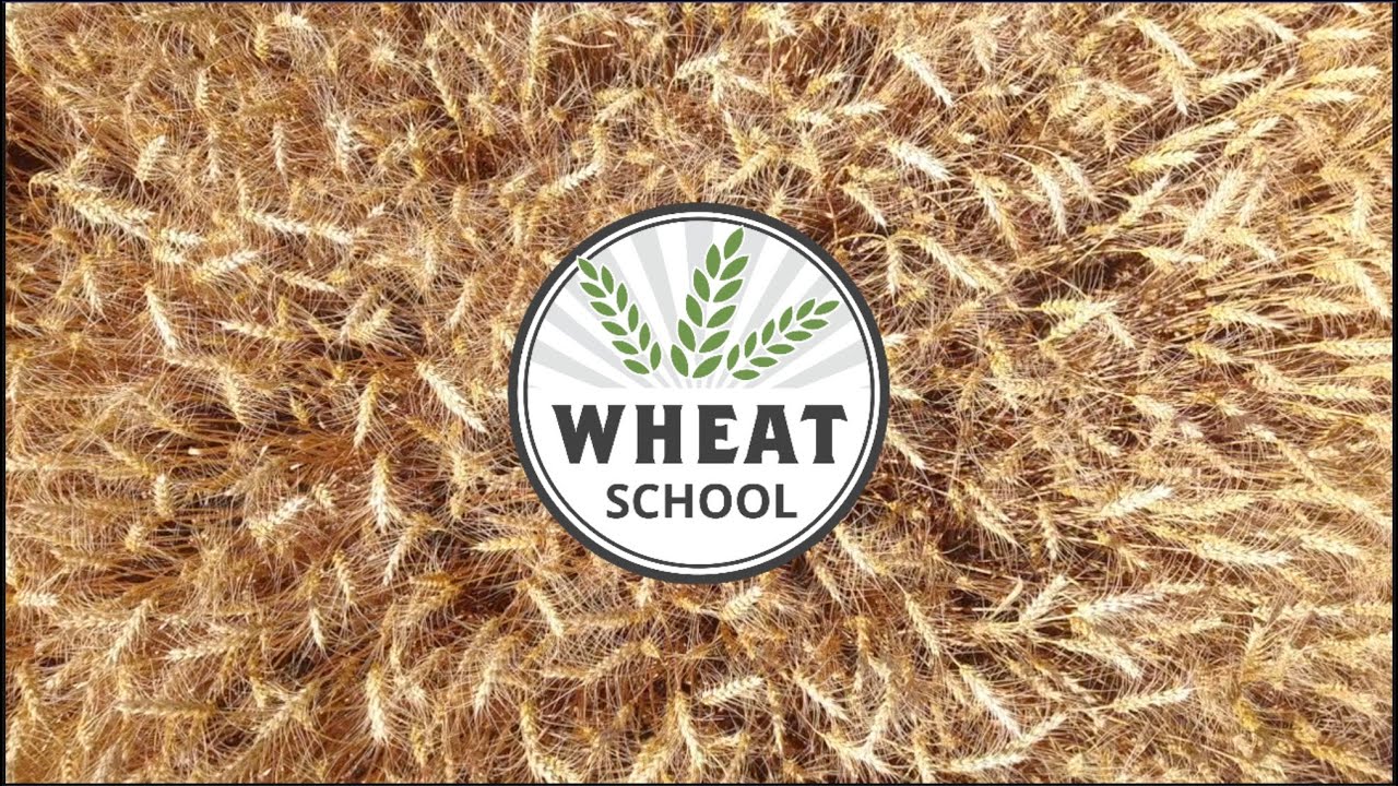 Wheat School: High head counts deliver high yield