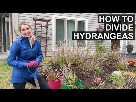 Get Endless Free Plants | How to Divide Endless Summer Hydrangeas