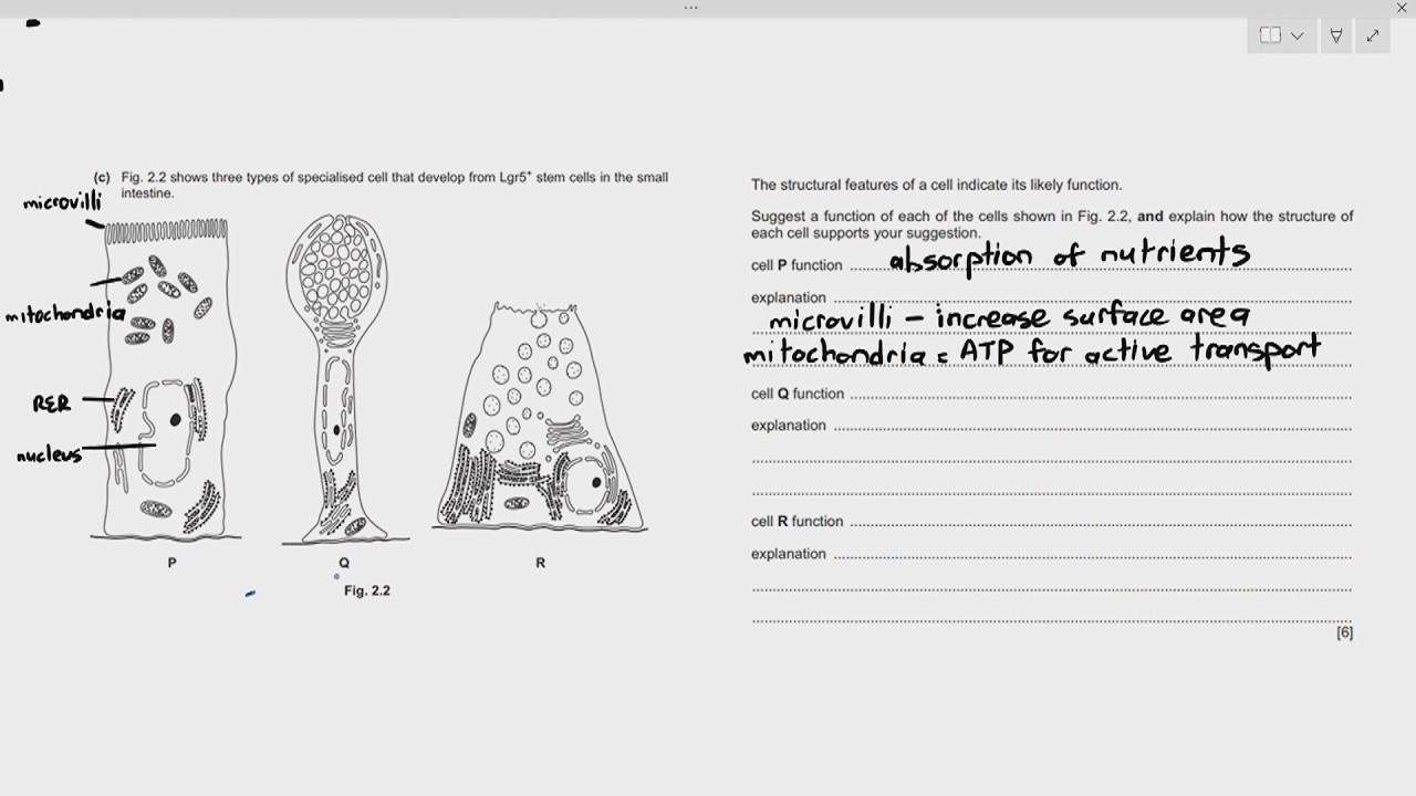Past Paper Questions 1-6: Short Answer Questions from Chapter 1