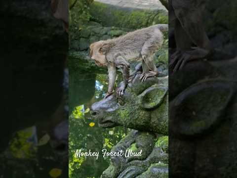 Monkey playing, does he dare to jump or not, at Monkey Forest Ubud Bali