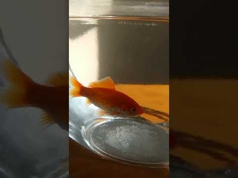 NEVER put a GOLDFISH in BOWL