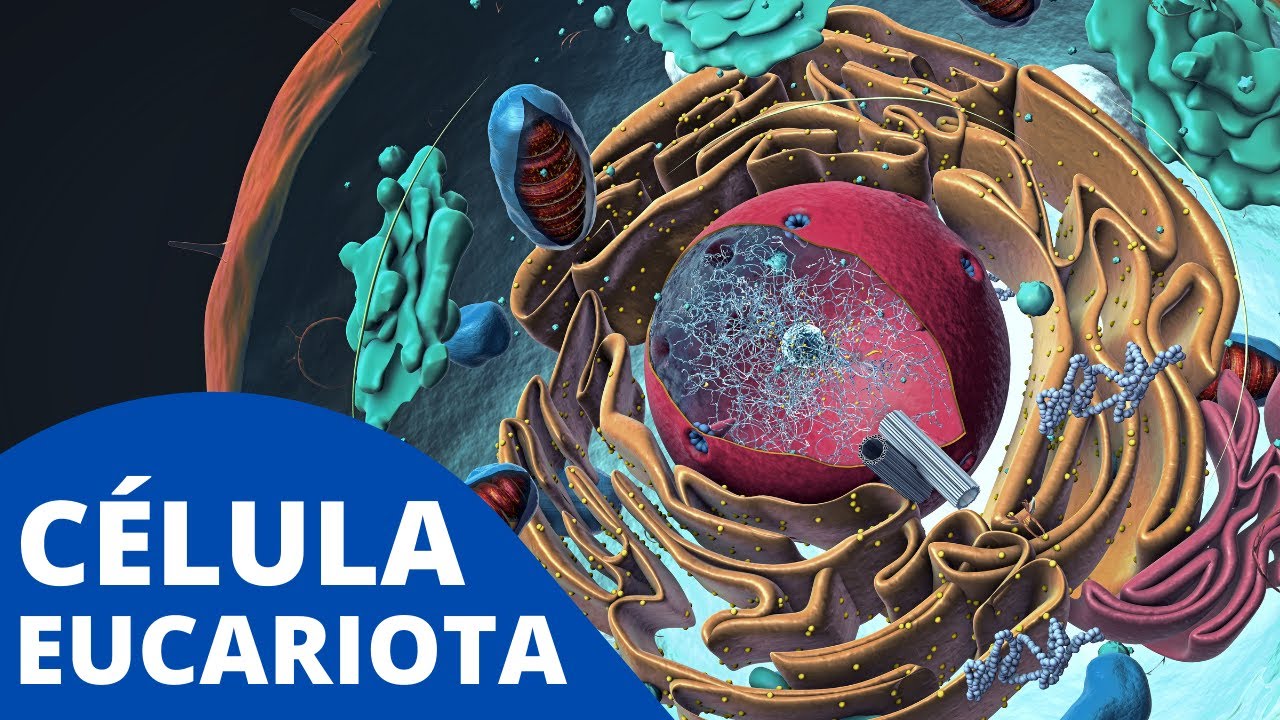 The EUKARYOTE CELL explained: its cellular organelles, characteristics and functioning🦠