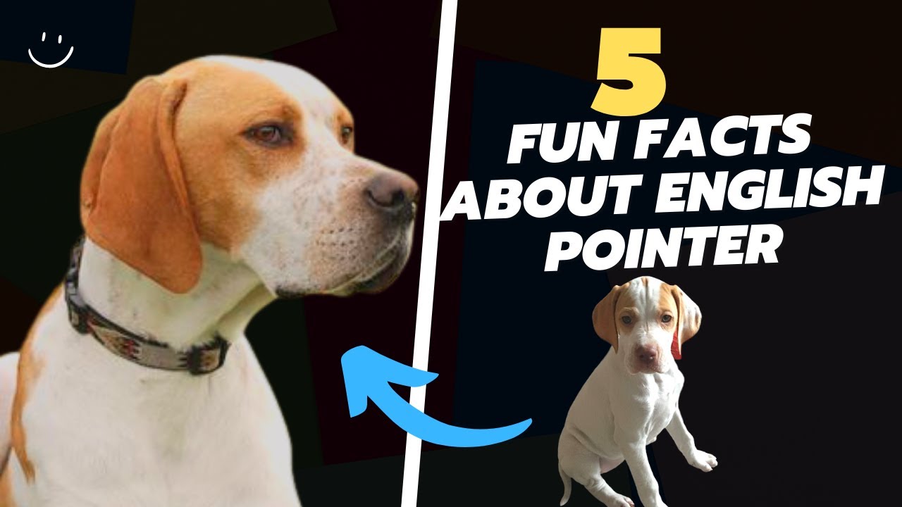 5 fun facts about the English pointer