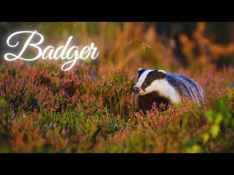 Animals for kids | Badger | Wildlife for kids