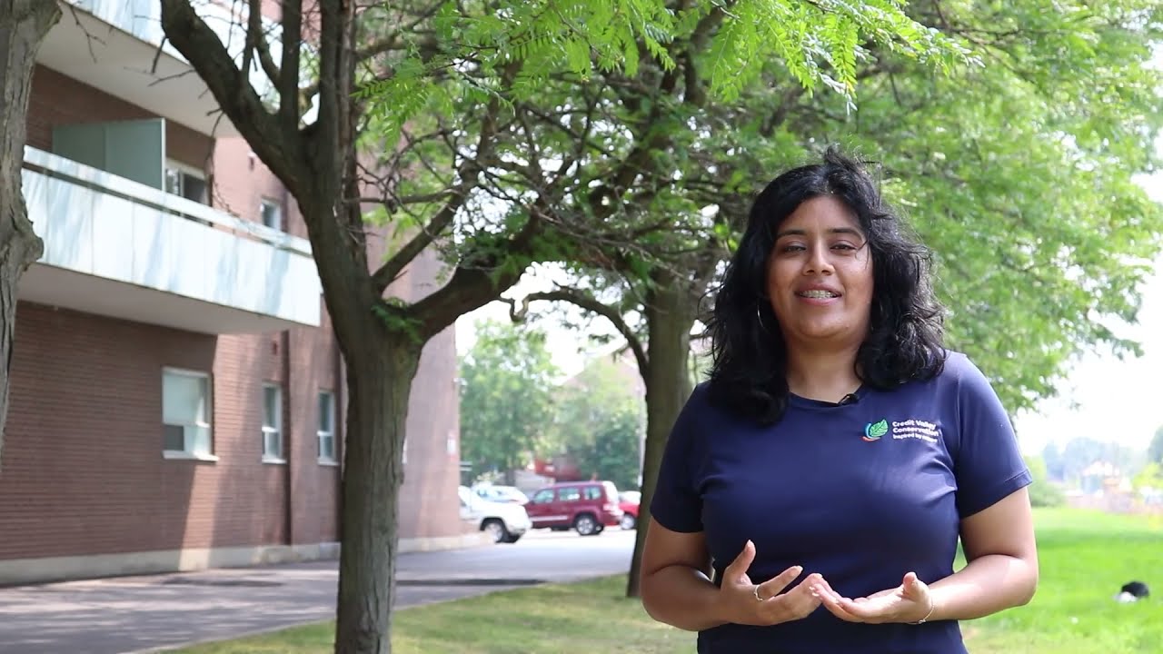 How Trees Cool Cities