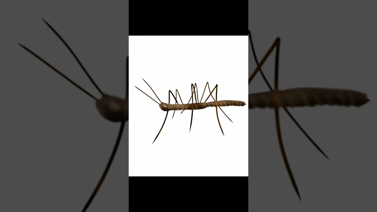Walking stick Insect | my daily mobile art | dmvid152 | #shorts